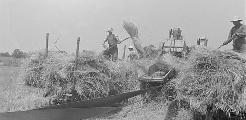 Ag History Lesson & Father's Day | Limagrain Cereal Seeds