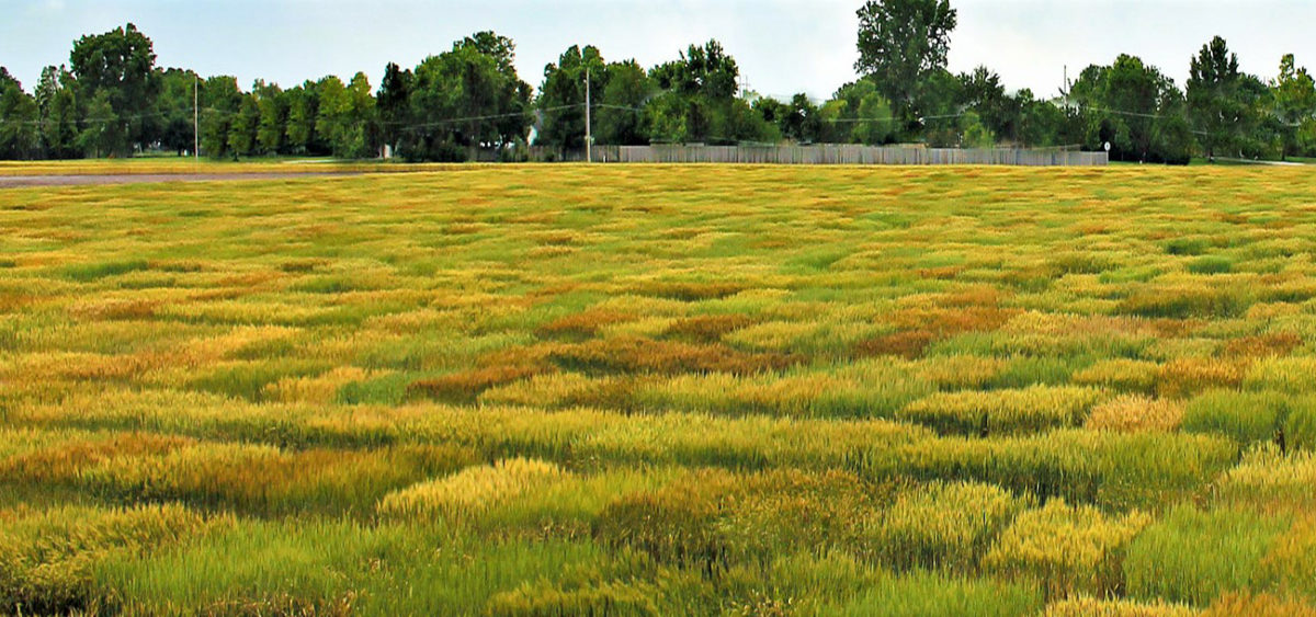 Hard red wheat for ND, SD, MN and MT