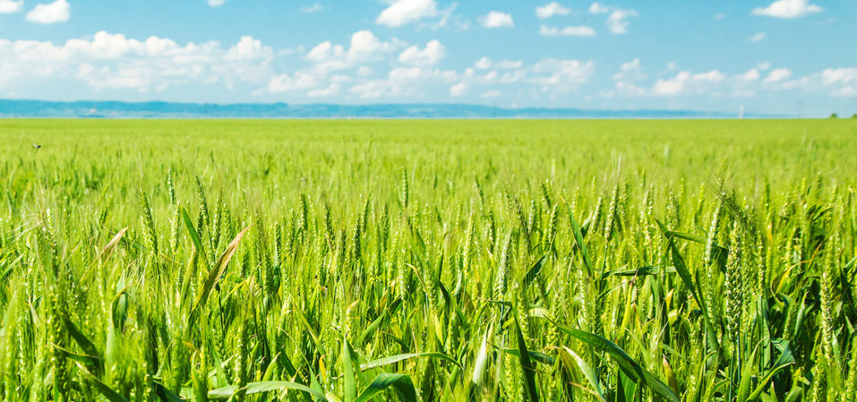 Hard White Spring Wheat Seed | Limagrain Cereal Seeds