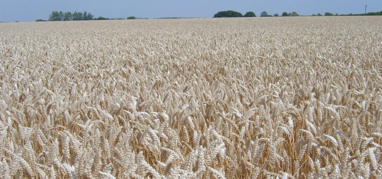 Soft White Spring Wheat Seed | Limagrain Cereal Seeds