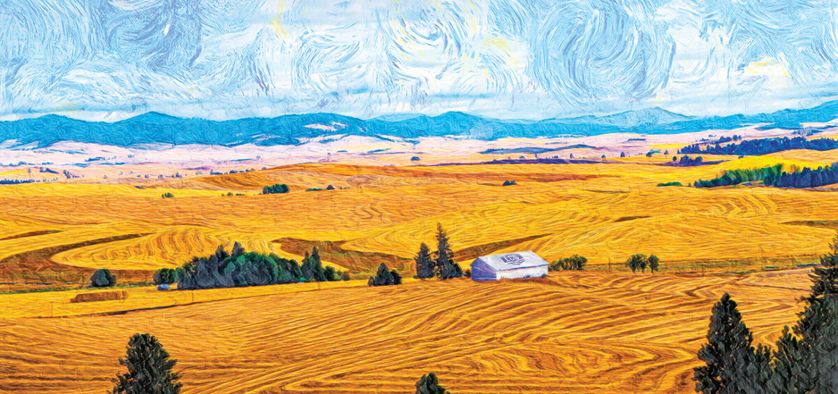 LCS Kamiak | Limagrain Cereal Seeds