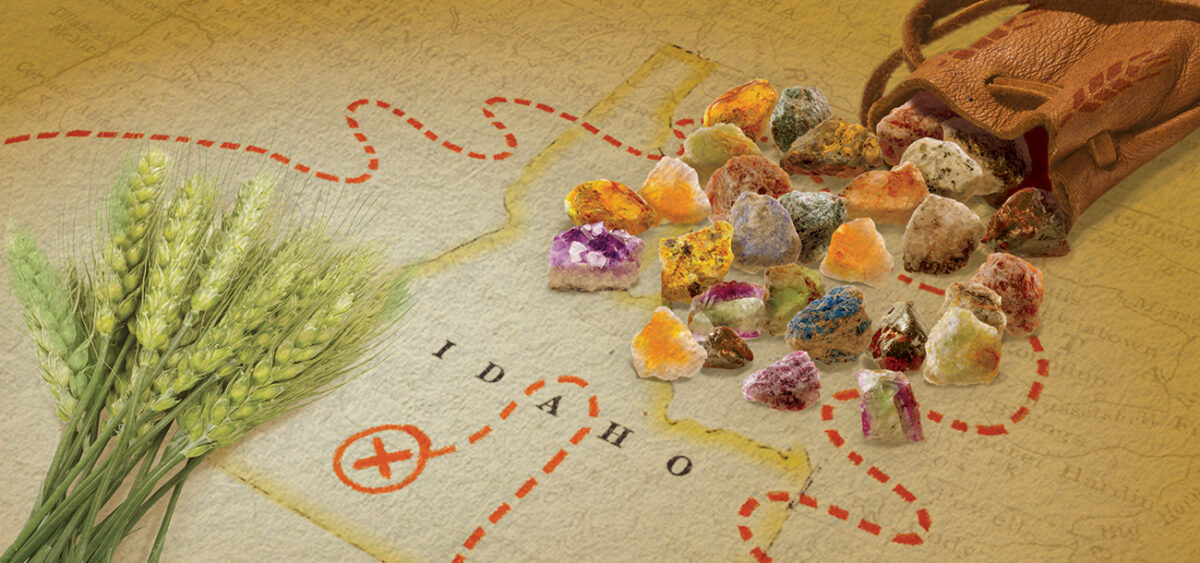 VI Gem | Limagrain Cereal Seeds